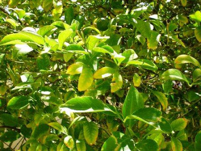 Xtremehorticulture of the Desert: Yellowing on Meyer Lemon Might Be ...