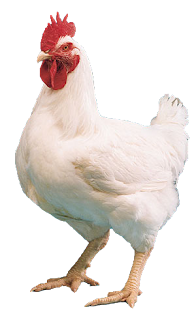 Ayam Broiler di Indonesia | XCH Blog