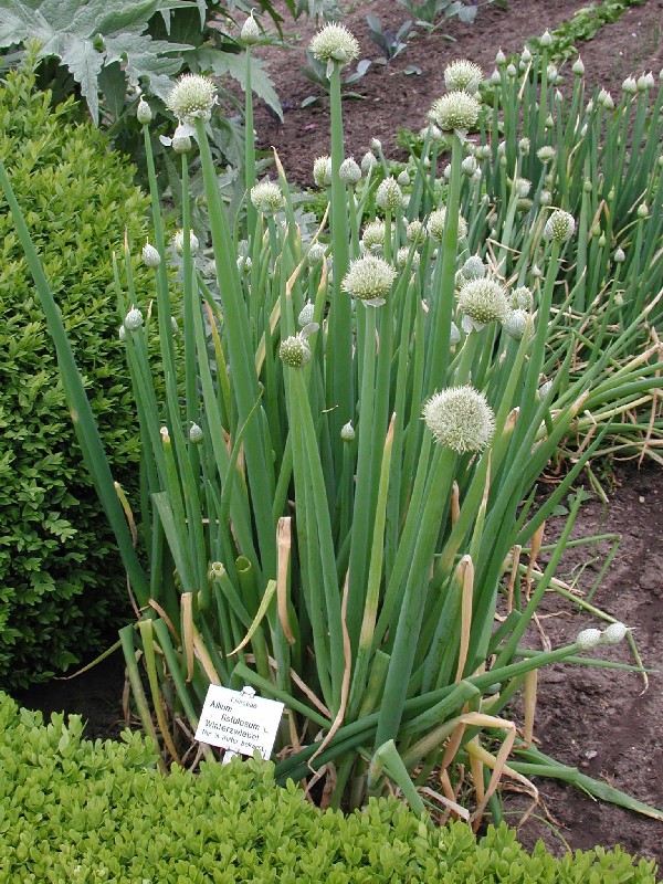 El cuexcomate: ¿Qué es el cebollín?