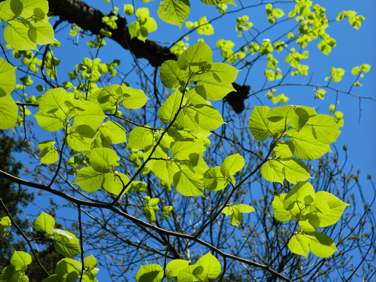 LA MULTI ANI, ROMANIA!: Verdele crud al primaverii. Frunze de tei