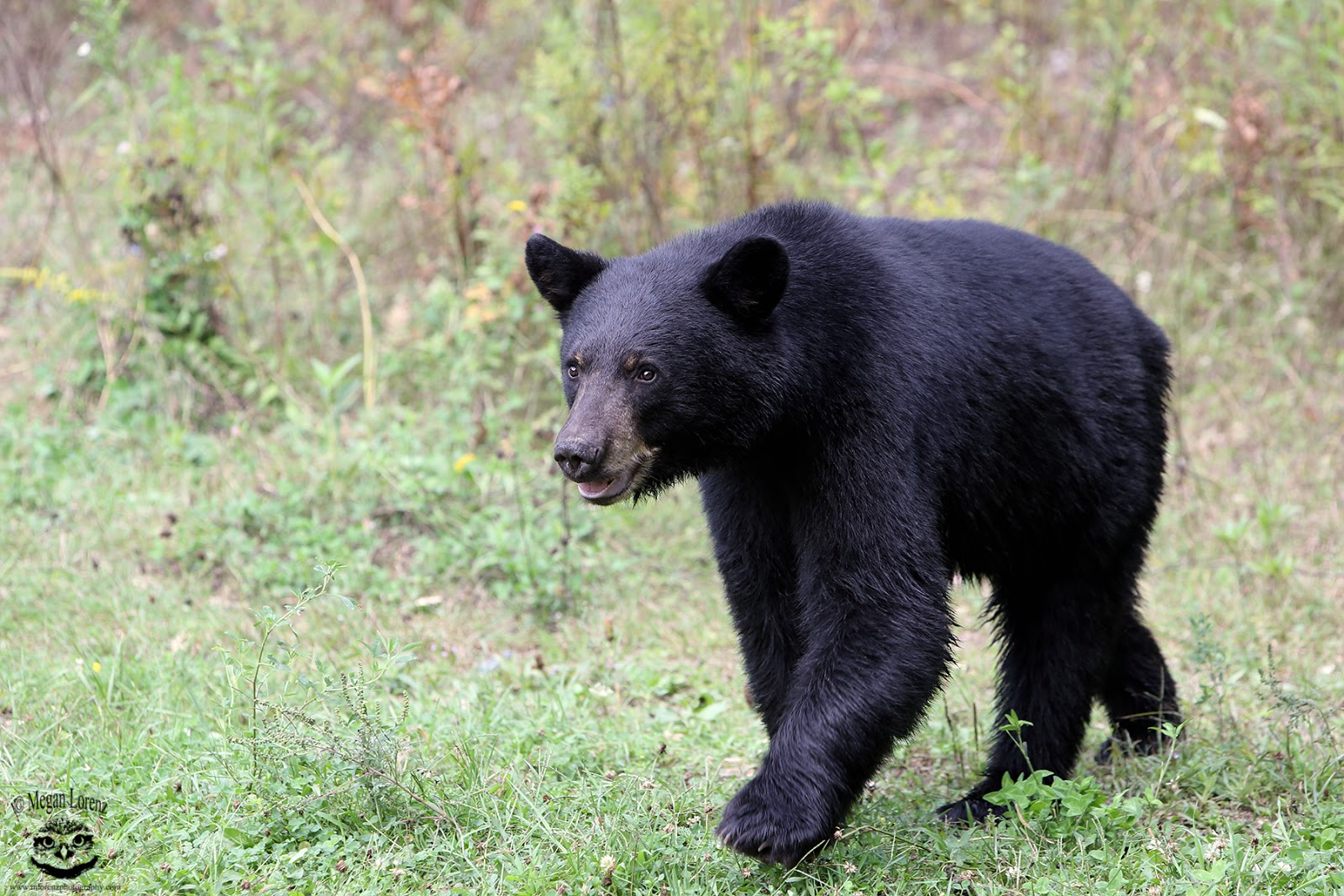 MLorenz Photography: Black Bear Yearling
