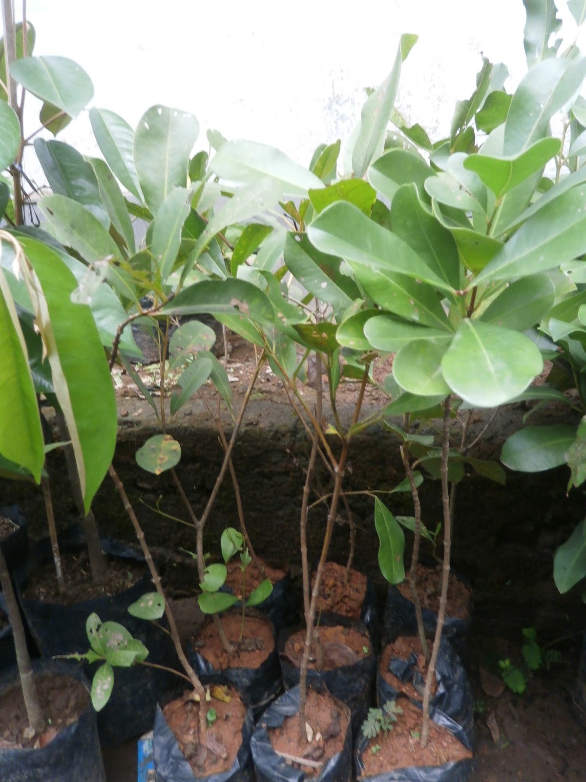 Paling Populer 25+ Gambar Bunga Jamblang - Gambar Bunga Indah