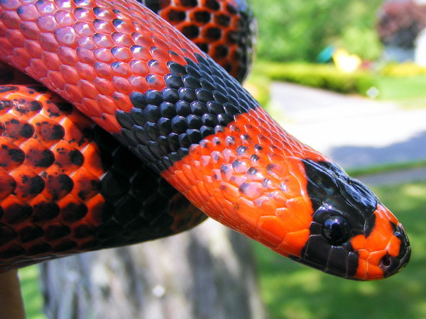 Our Beautiful World: Beautiful red snakes