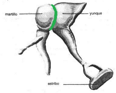 Anatomía del Oído: Oído Medio ~ Audiología didáctica para estudiantes
