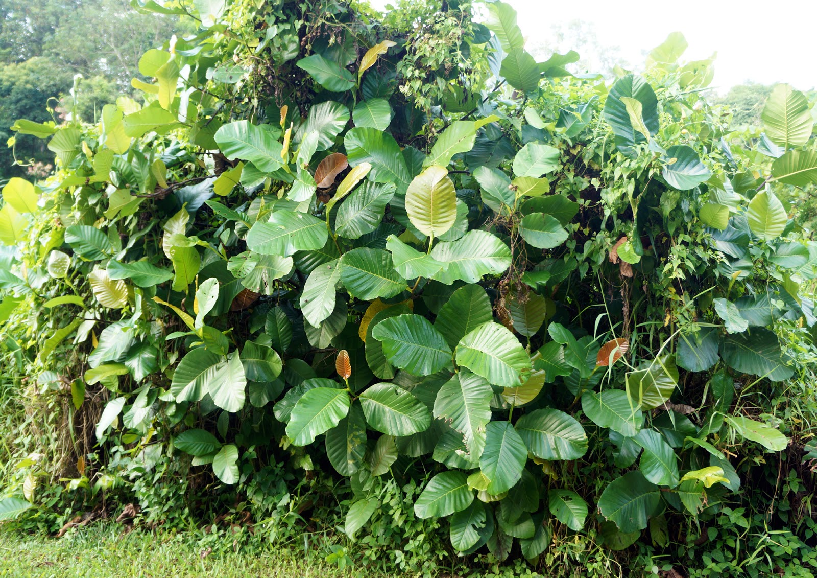 Riverine Parks: Dillenia suffruticosa