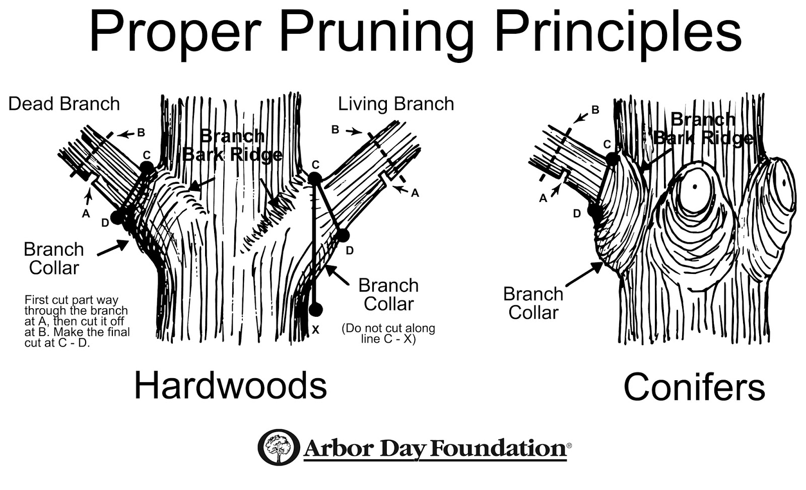 Pruning Dos And Don ts pruning-dos-and-don-ts