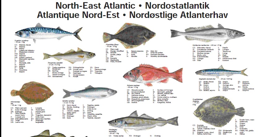 Alles over alle vis: Overzicht vissoorten Noordzee