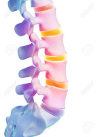 Anatomía: Sistema Musculo-Esquelético: Discos intervertebrales