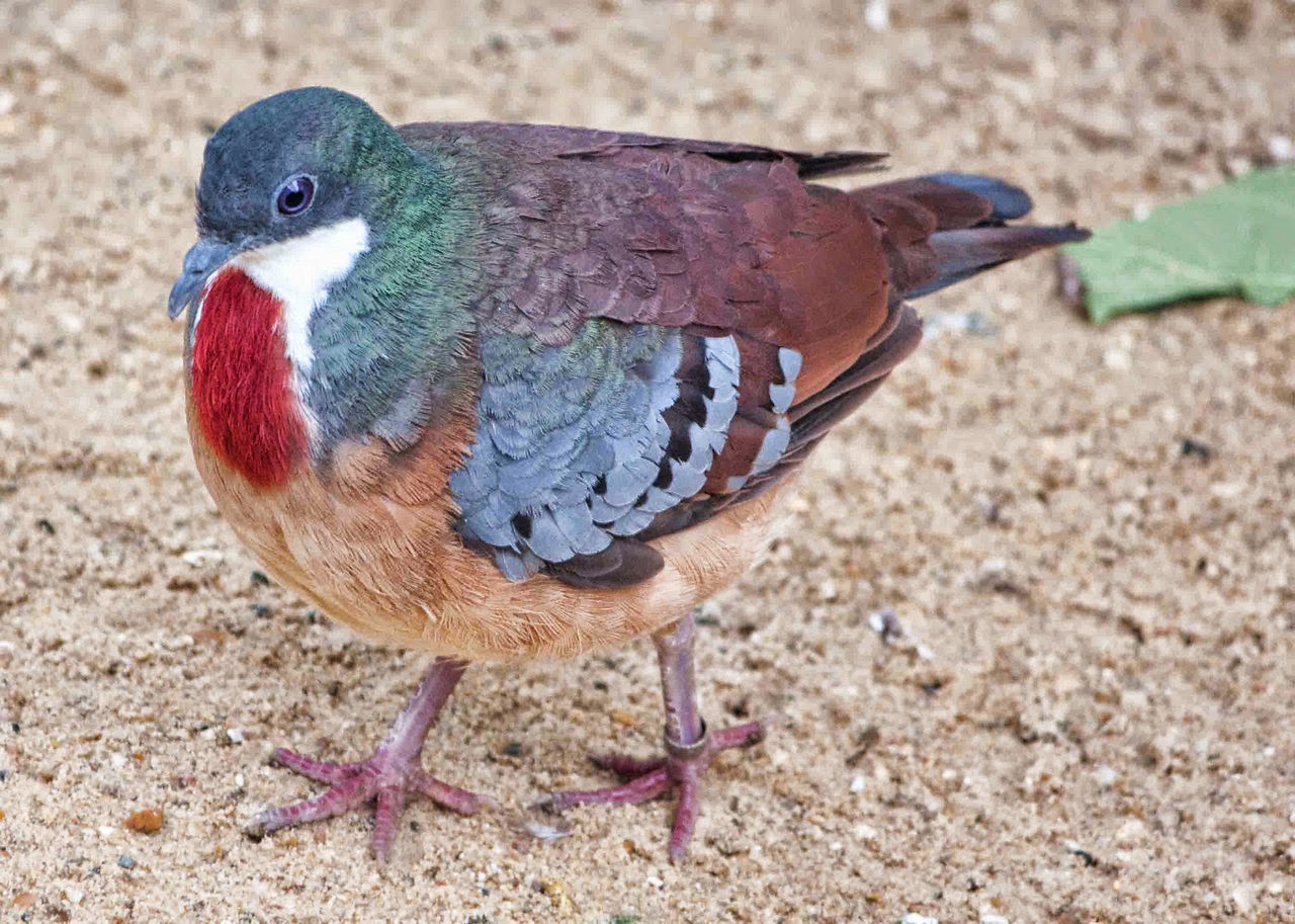 BLEEDING HEART DOVE photos - wallpapers | the fun bank