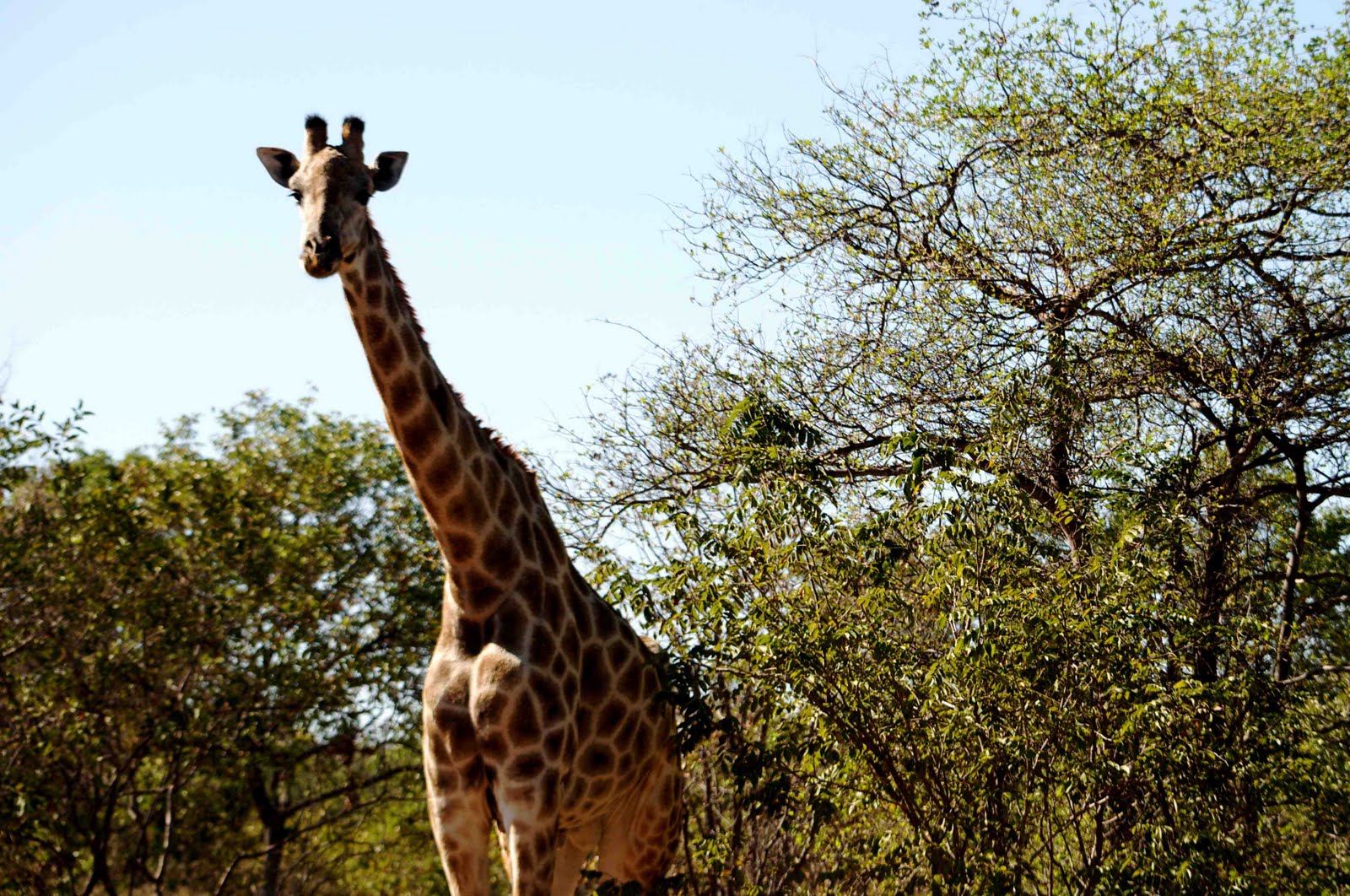 The Davis Journal: Zebra, Giraffe, and Monkeys, Oh my!