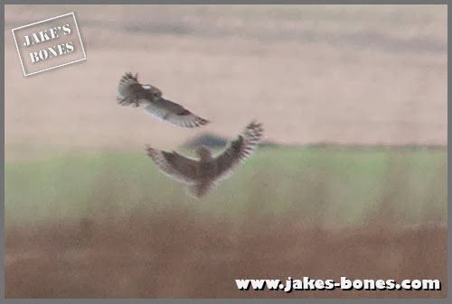 The amazing owl fight in photos : Jake's Bones