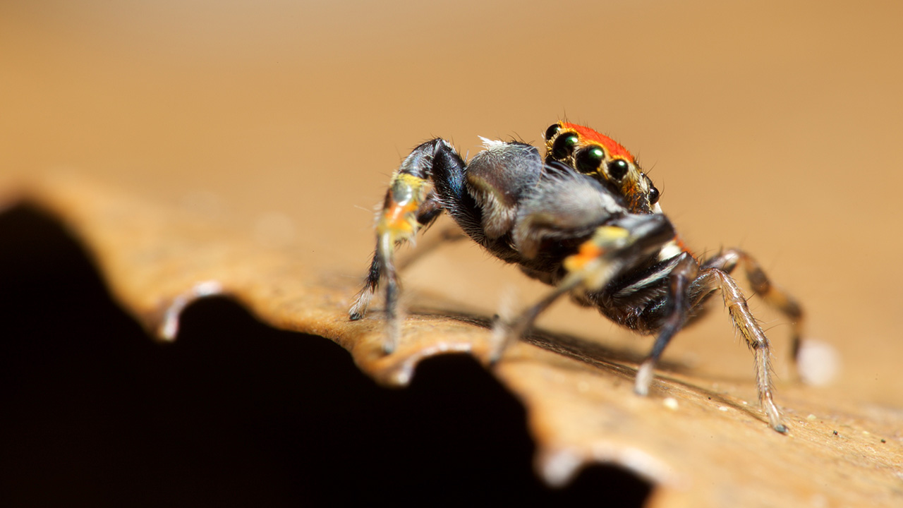 ムシをデザインしたのはダレ？: 根負けの ヨダンハエトリ ♂