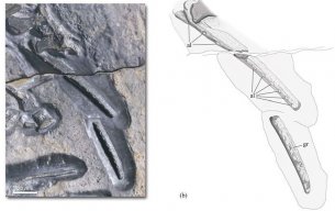 Fundacion Dinosaurios Cyl: Prejanopterus, el primer pterosaurio que se ...