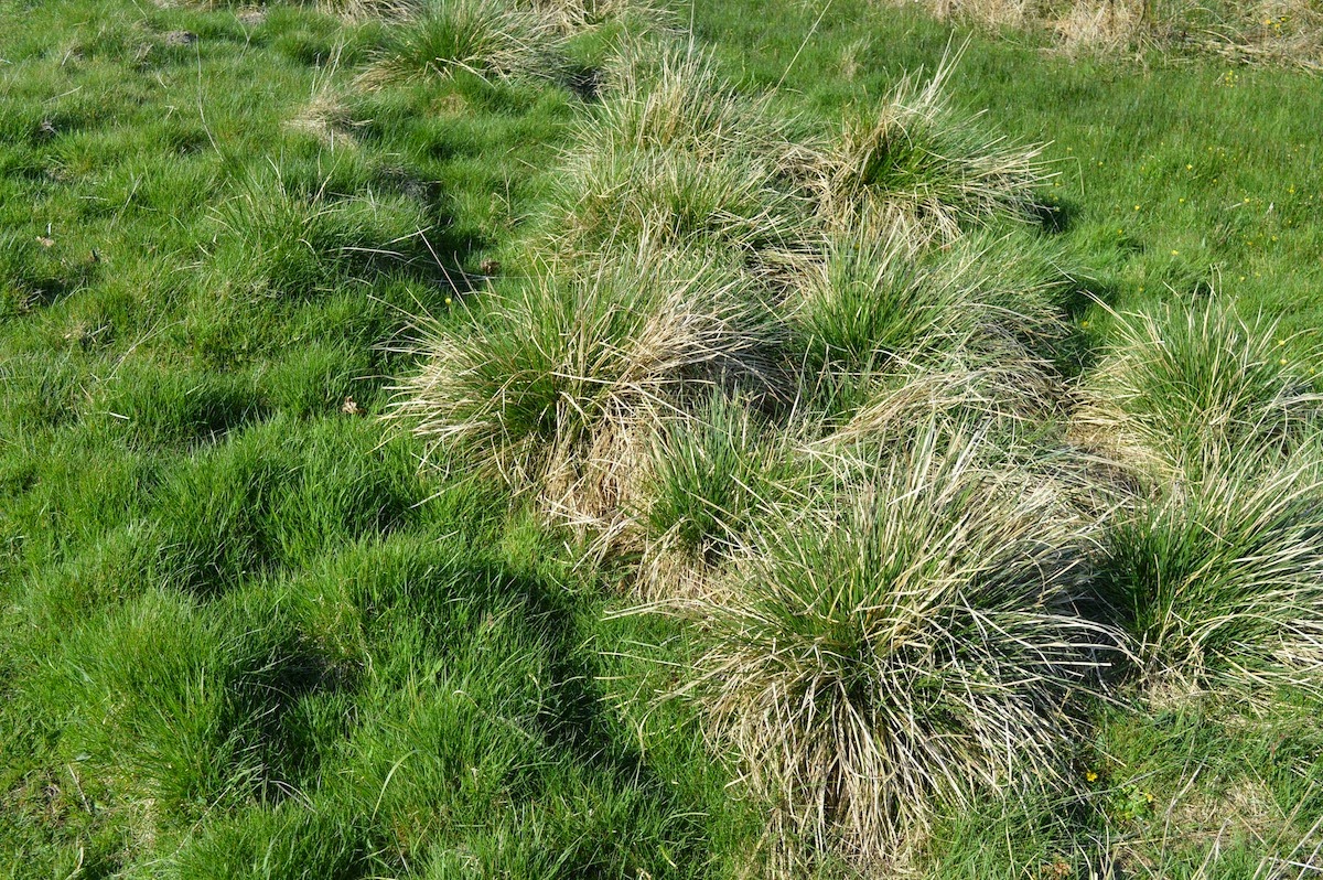 Garden: Grasses - update on facts and fears