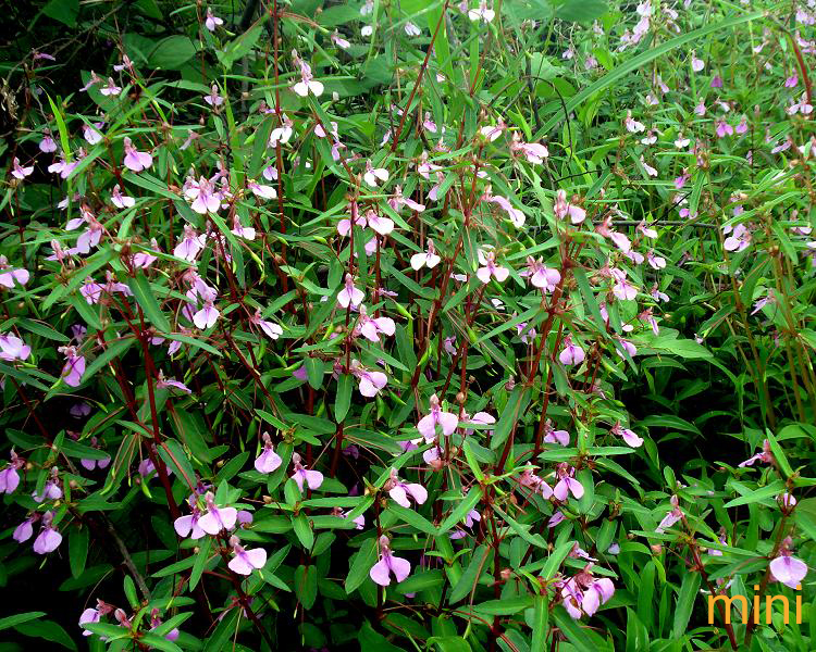 മിനി ചിത്രശാല 'photos': ഓണം വരുന്നേ,,, Chithira flower