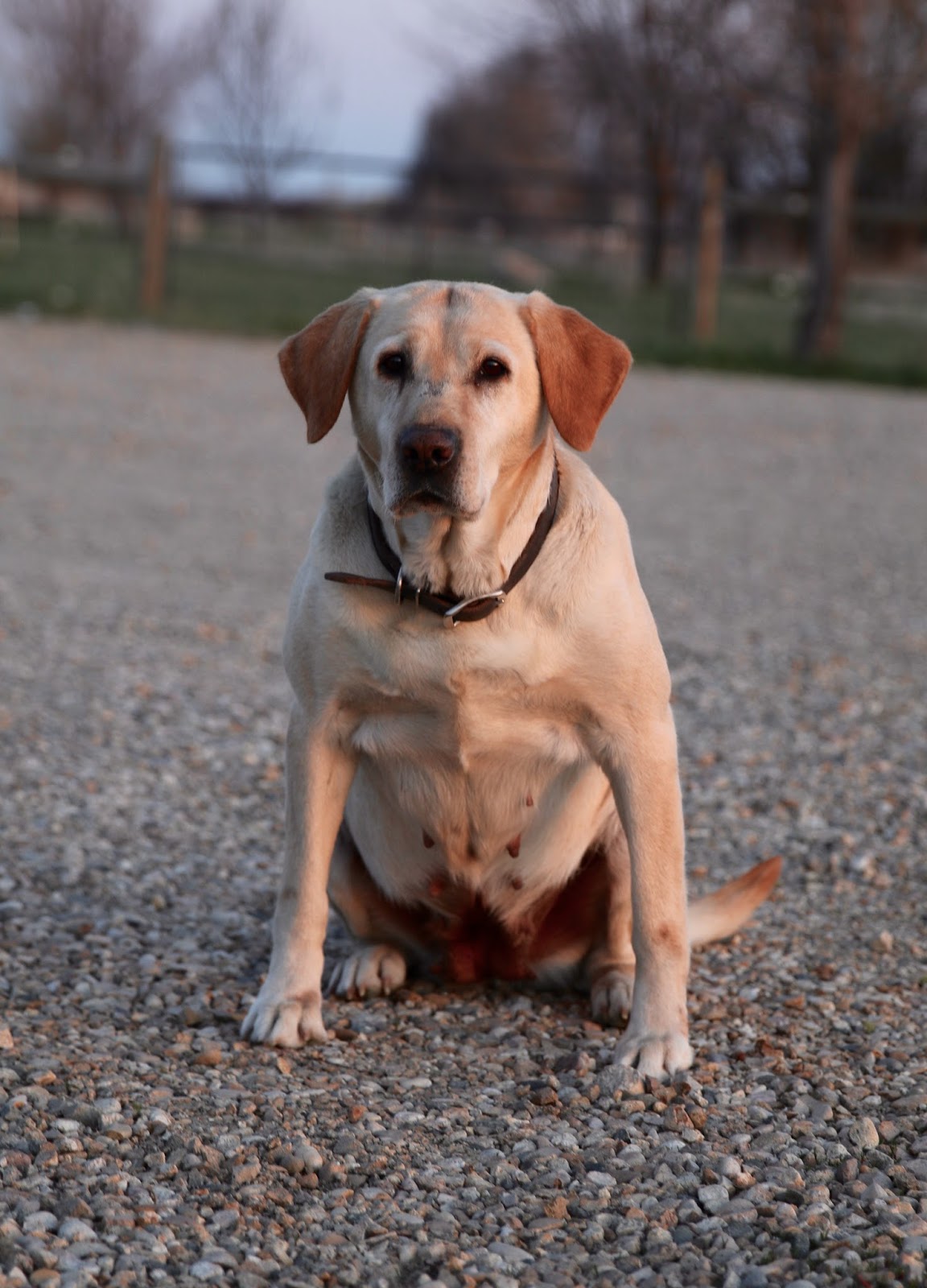 Legacy Lab Kennels: Aberdeen "Abby"