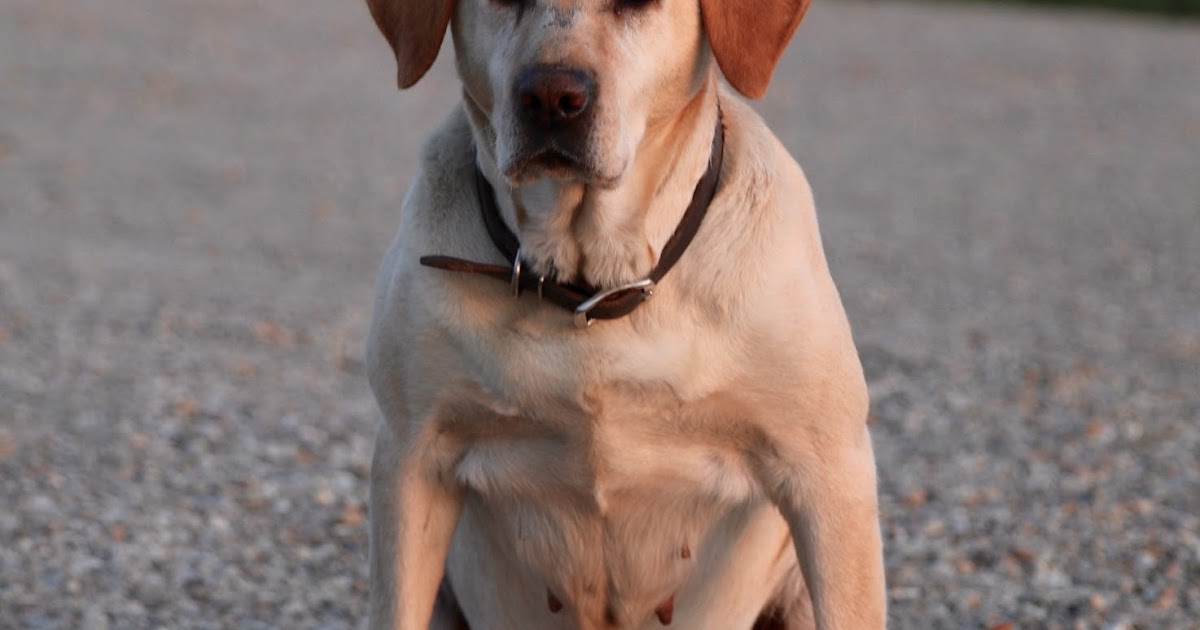 Legacy Lab Kennels: Aberdeen "Abby"