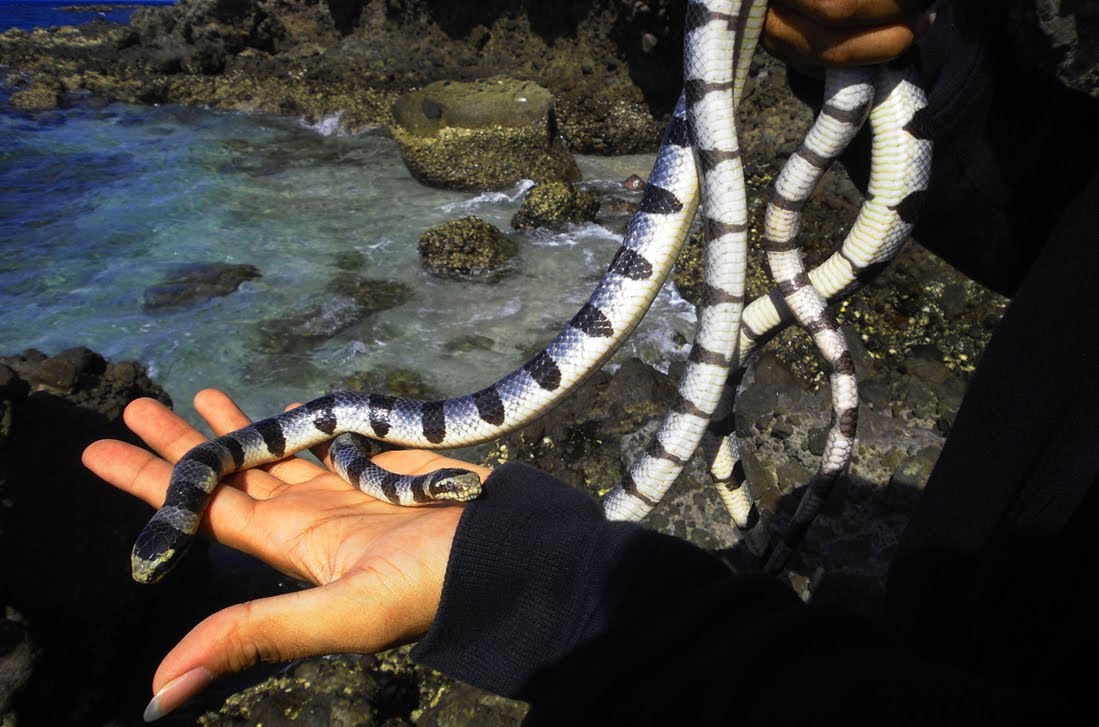 MENGULIK " Sedikit Mengenal Ular berdasarkan tempat"