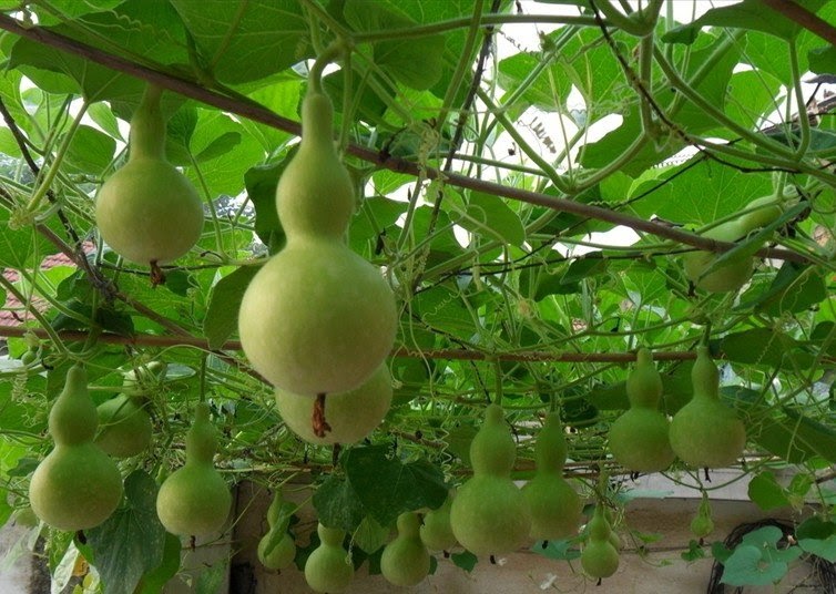 Niloufer's Kitchen: Lauki, Bottle Gourd, White Flower Gourd, Dodhi ...