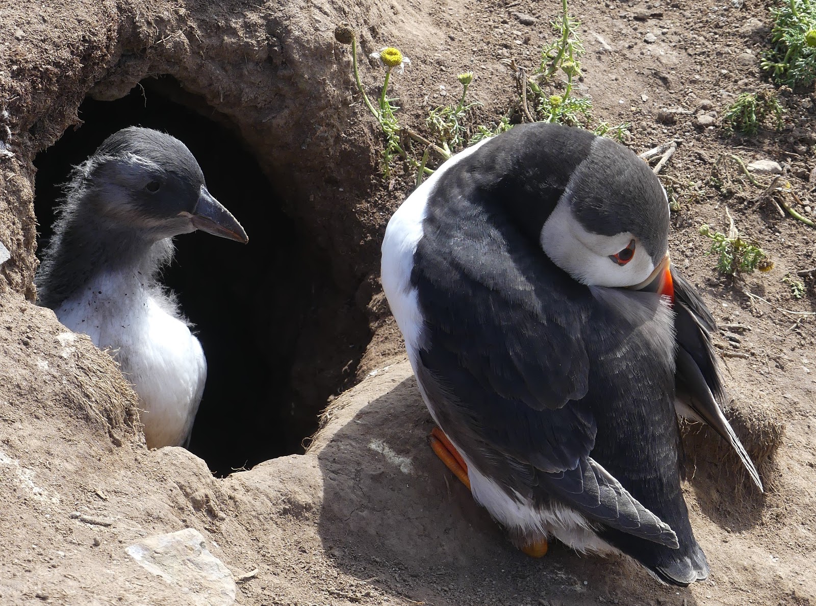 Pembrokeshire Birds: Pufflings..