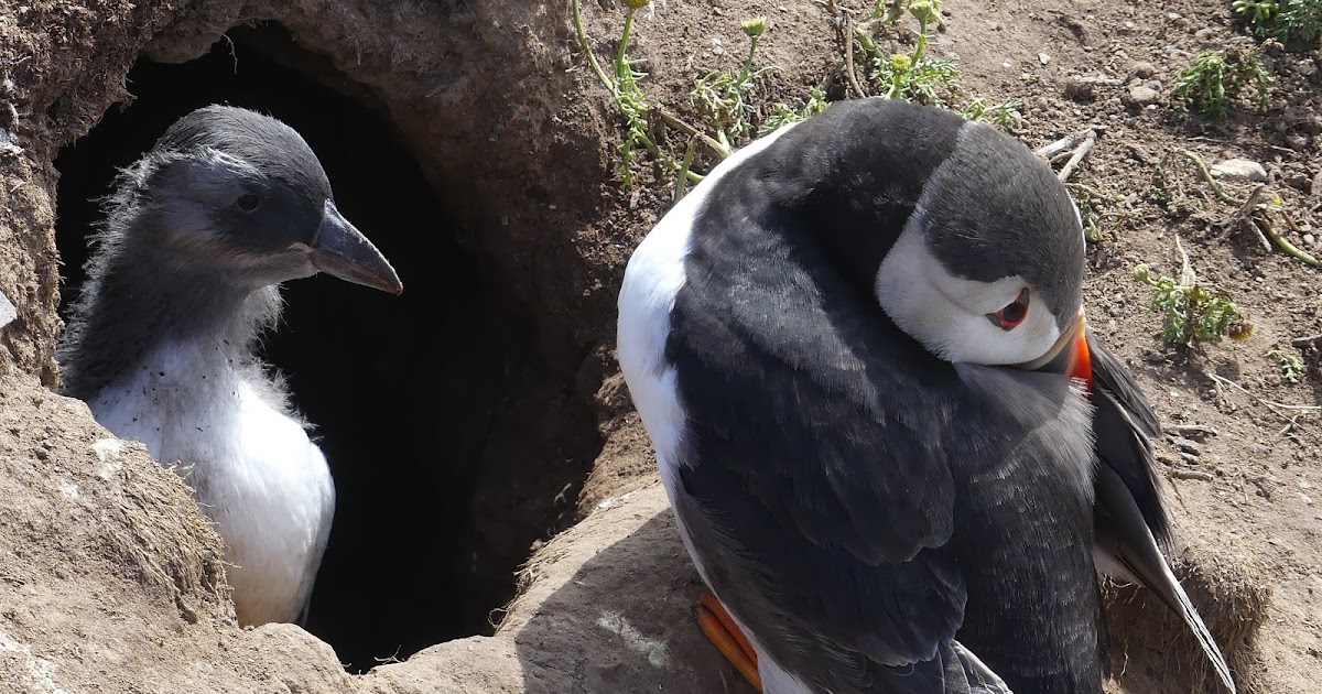 Pembrokeshire Birds: Pufflings..