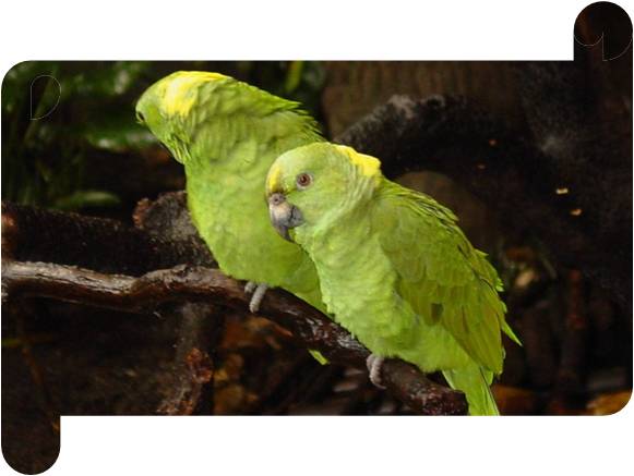 Oceanía: "Cinco Continentes En Uno": Fauna De Oceanía