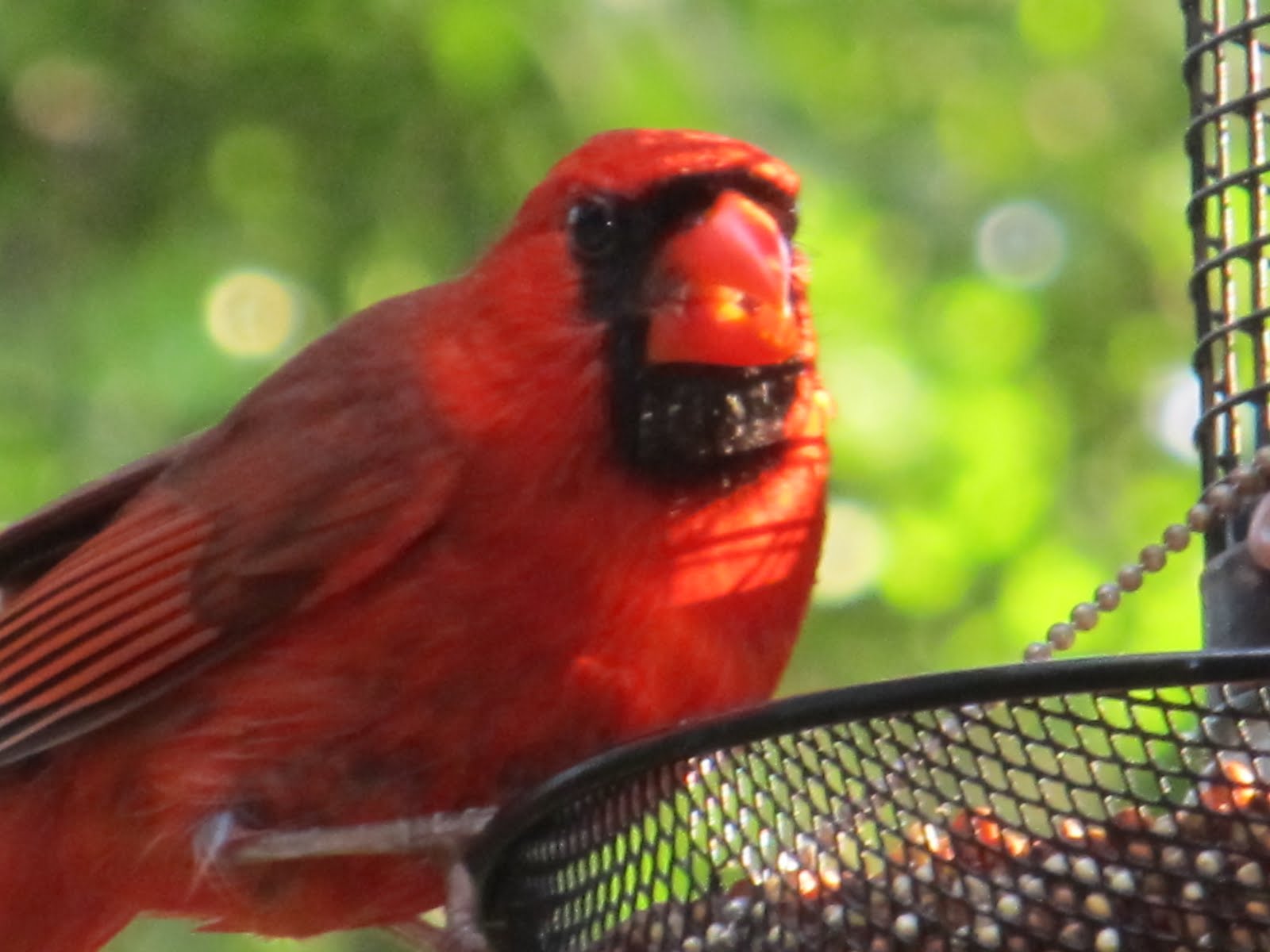 BirdsEyeViews: Backyard Birds