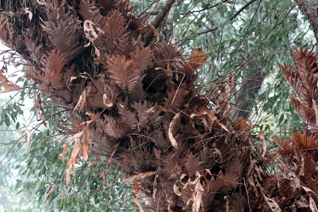 viajando: Strange brown tree ferns