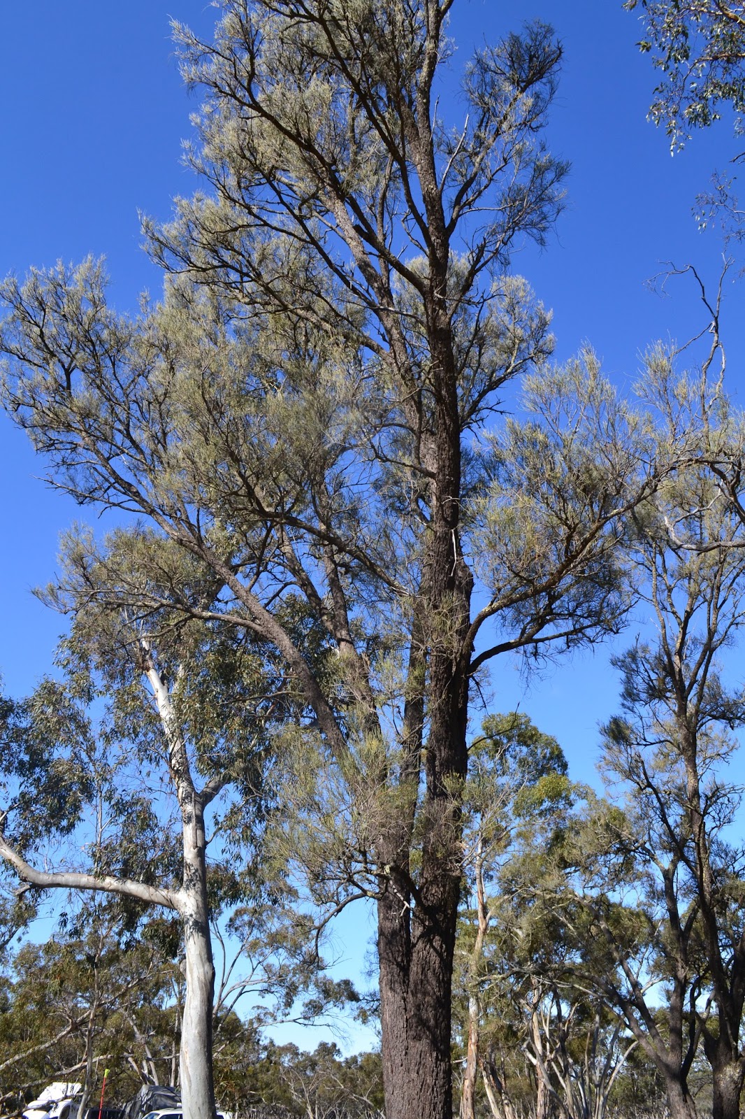 LadyBaba: Plants from Little Desert - Part 3