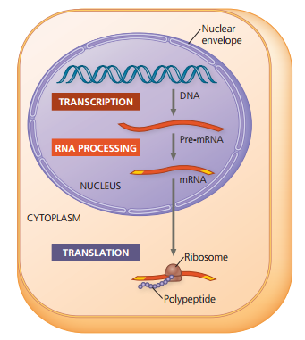 Asal, Struktur, Fungsi, dan Pembentukan mRNA, tRNA, dan rRNA ...
