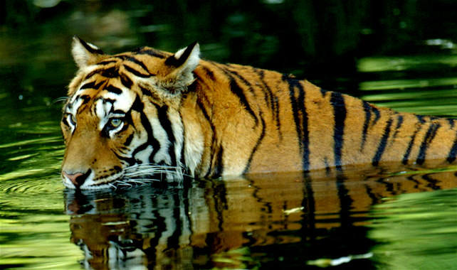Must Visit Places in Gujarat: The Gir Forest National Park and Wildlife ...