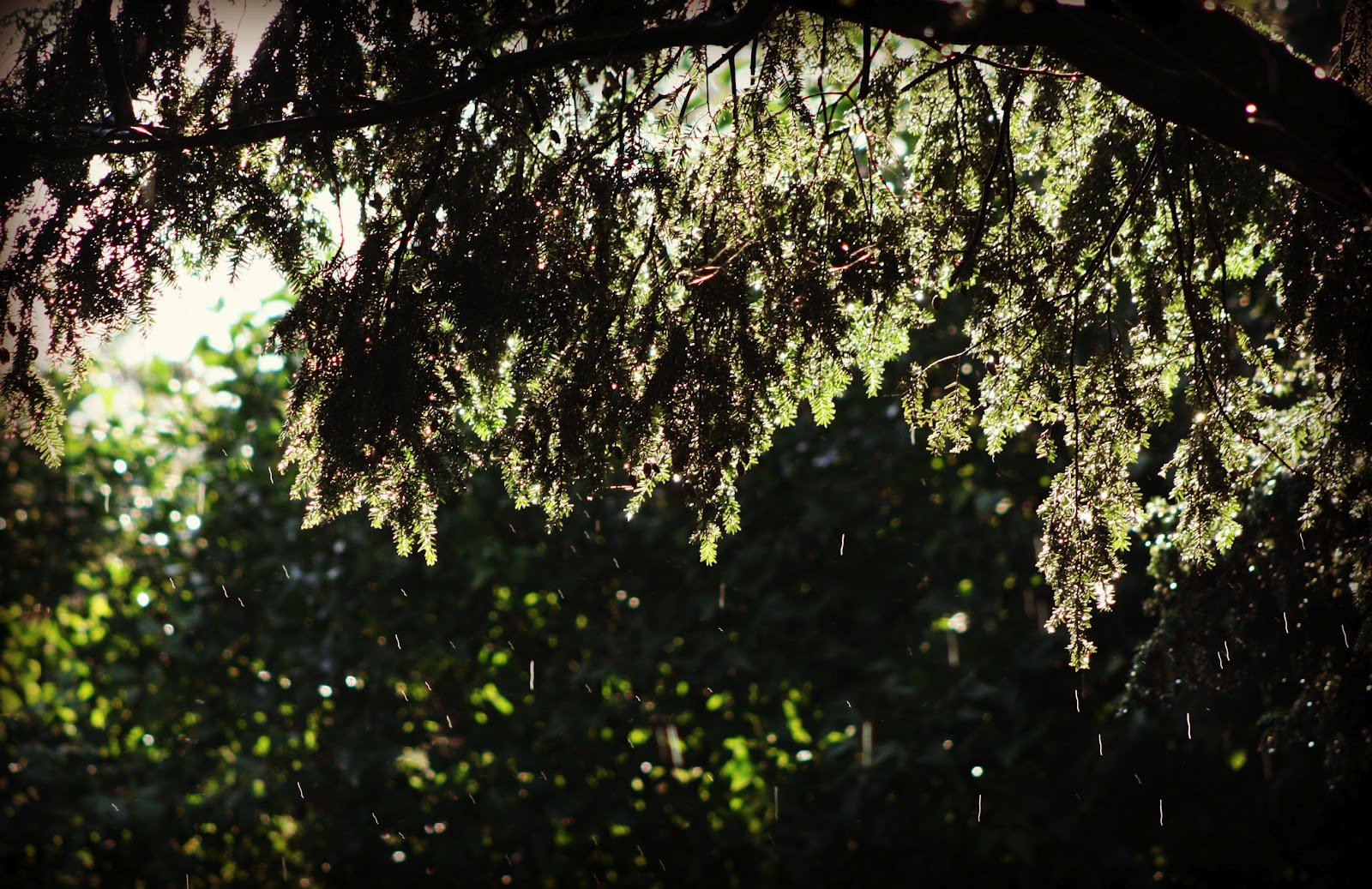 My Memory Art: Summer Rain