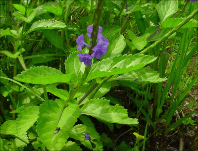 ERVAS CURATIVAS: GERVÃO