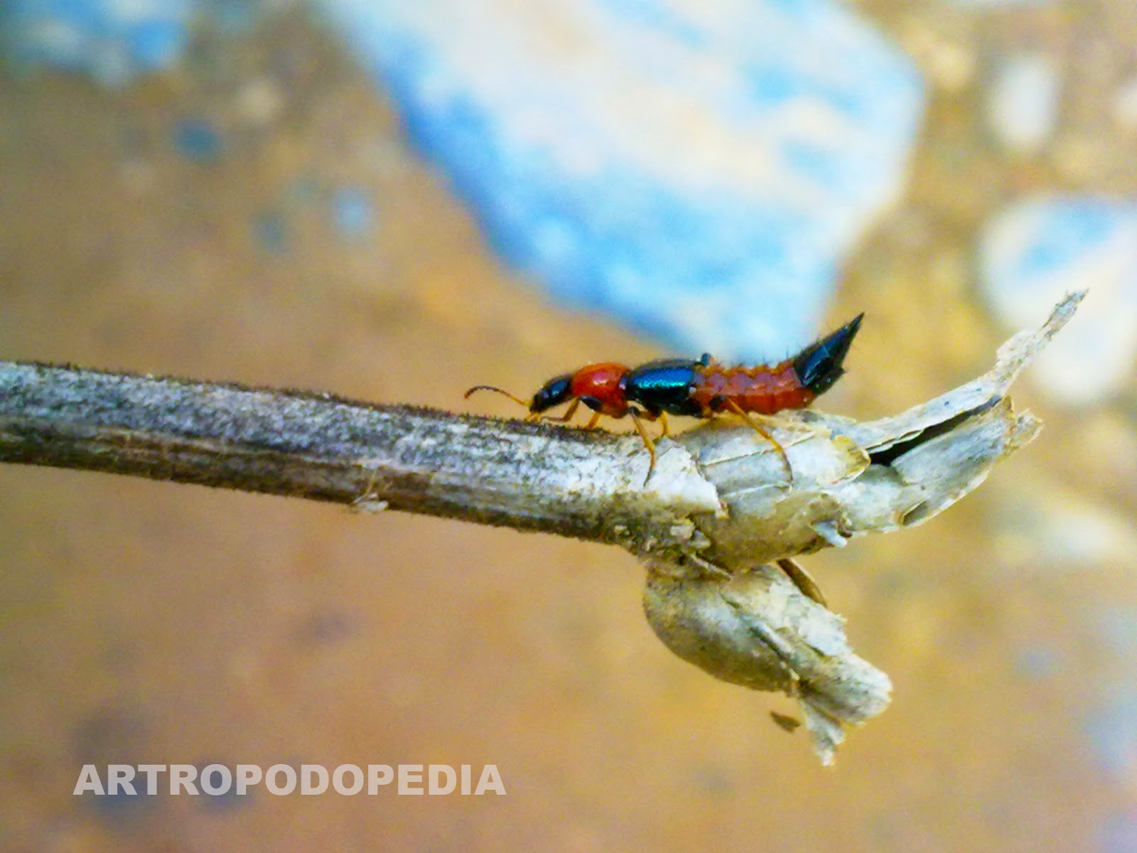 ARTROPODOPEDIA: Escarabajo errante (Paederus litoralis)