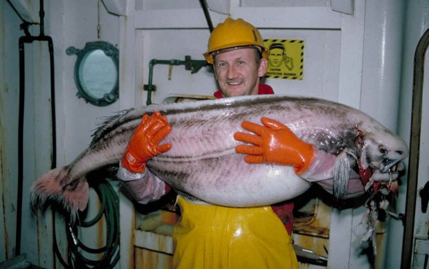 International Fishing News: ALASKA: found rare an mysterious fish