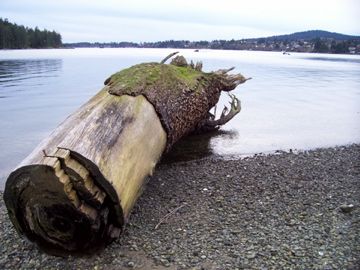 Vancouver Island Big Trees: Drift Logs Important For Beaches