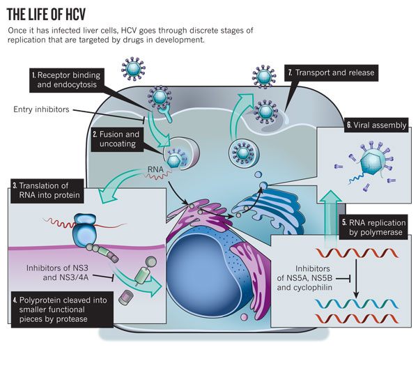 HCV Research and News: 07/03/11