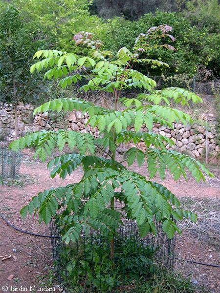 Future is written in green: Acrocarpus fraxinifolius, a tree for the future