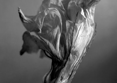 Domesticated: Dead Flowers, Decay and Beauty