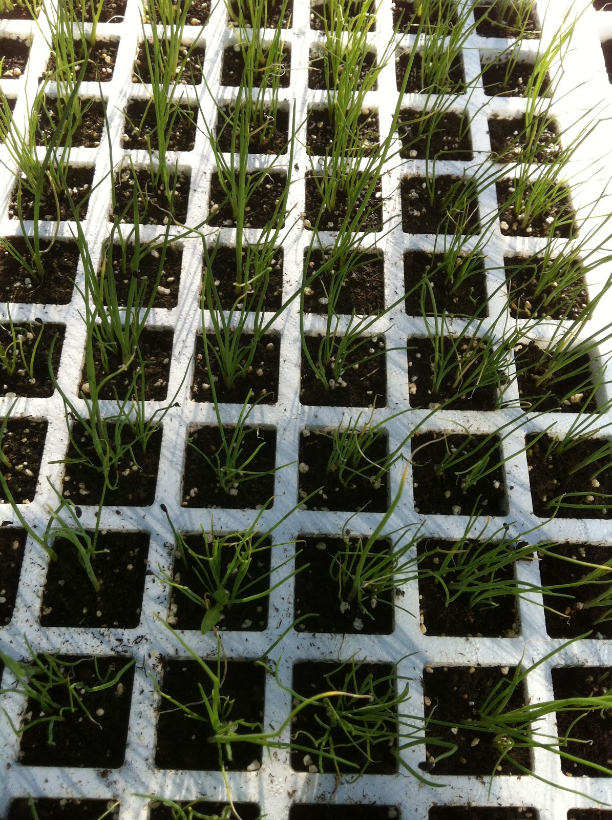 casa rural Pecci: Semilleros.