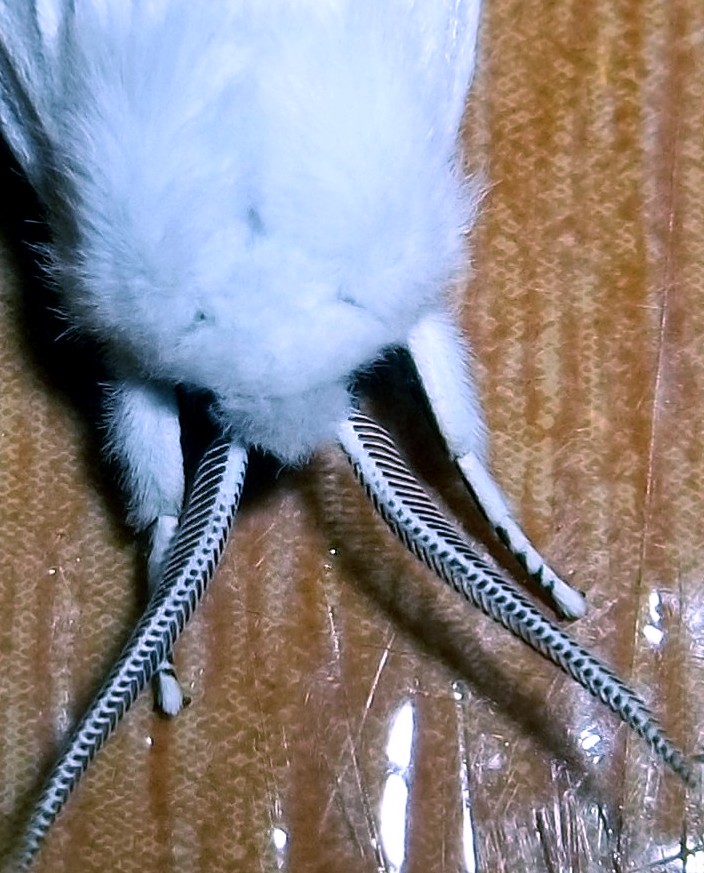 The Heslin's In Florida: White moth.