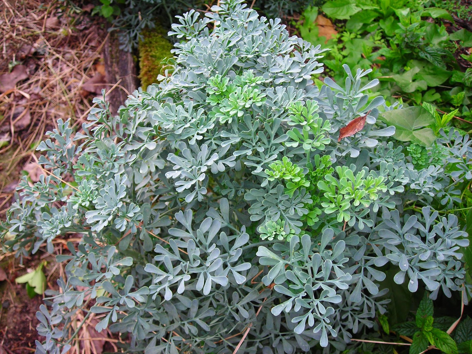 TOP SEMILLAS: RUDA ( Ruta graveolens)