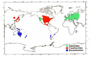 Medan CrayFish | CrawFish | Crawdad: Habitat and Spread of Crayfish ...
