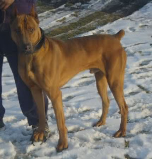 MorsoRosso: Canis Panther ("il cane pantera")