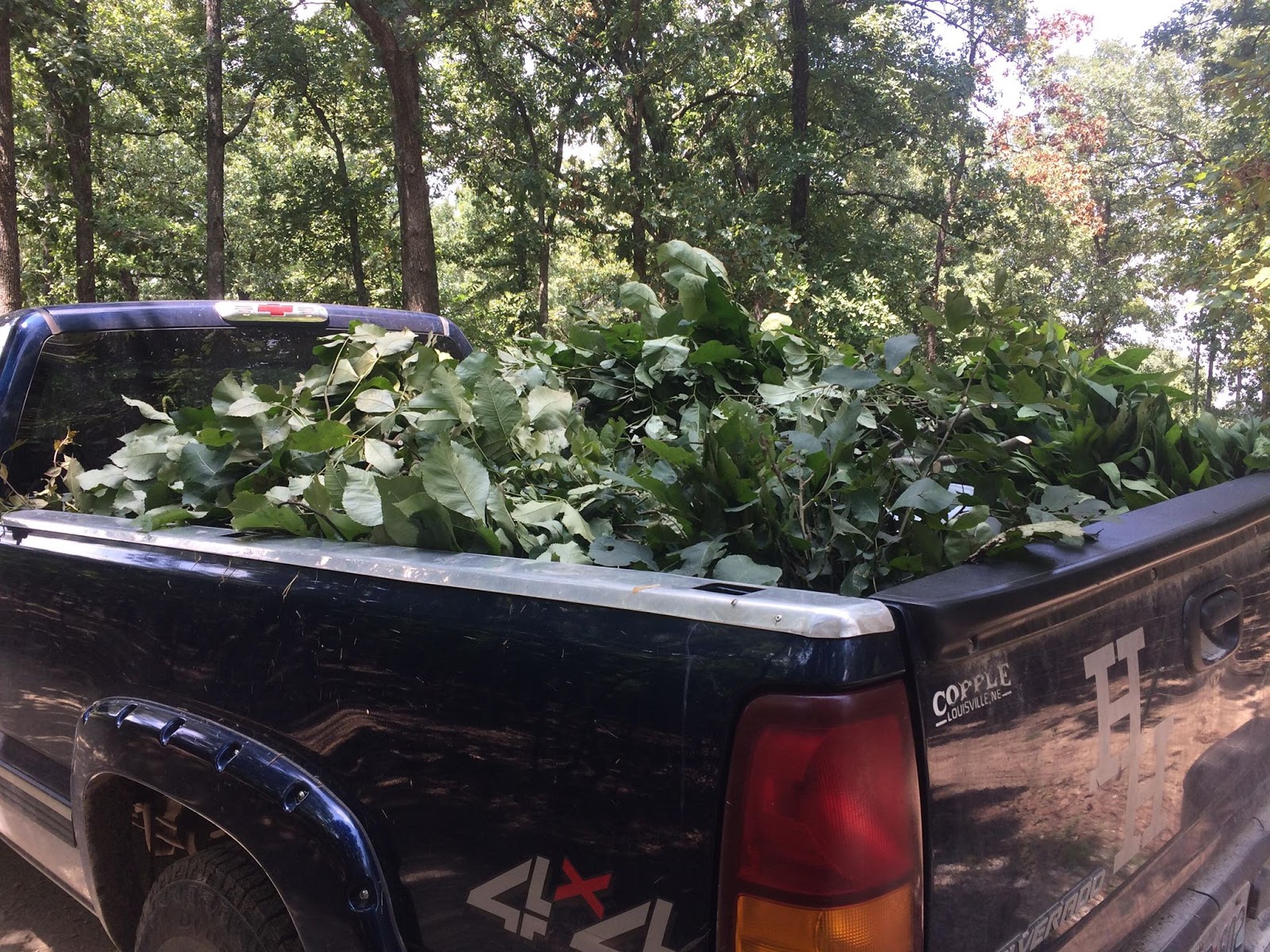 The Holverson Heritage: Tree Fodder