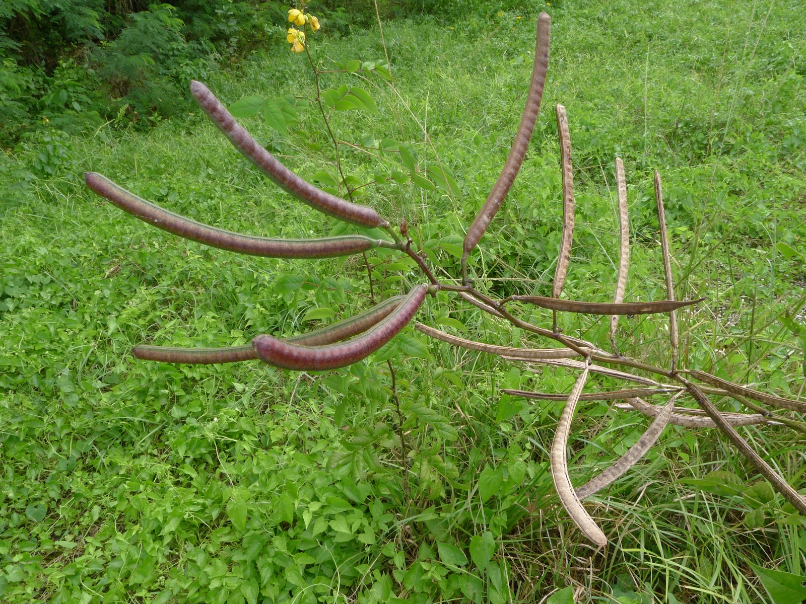 HEALING WITH NATURAL MEDICINE - PROPHETIC (PBUH): Bantamare, senna ...