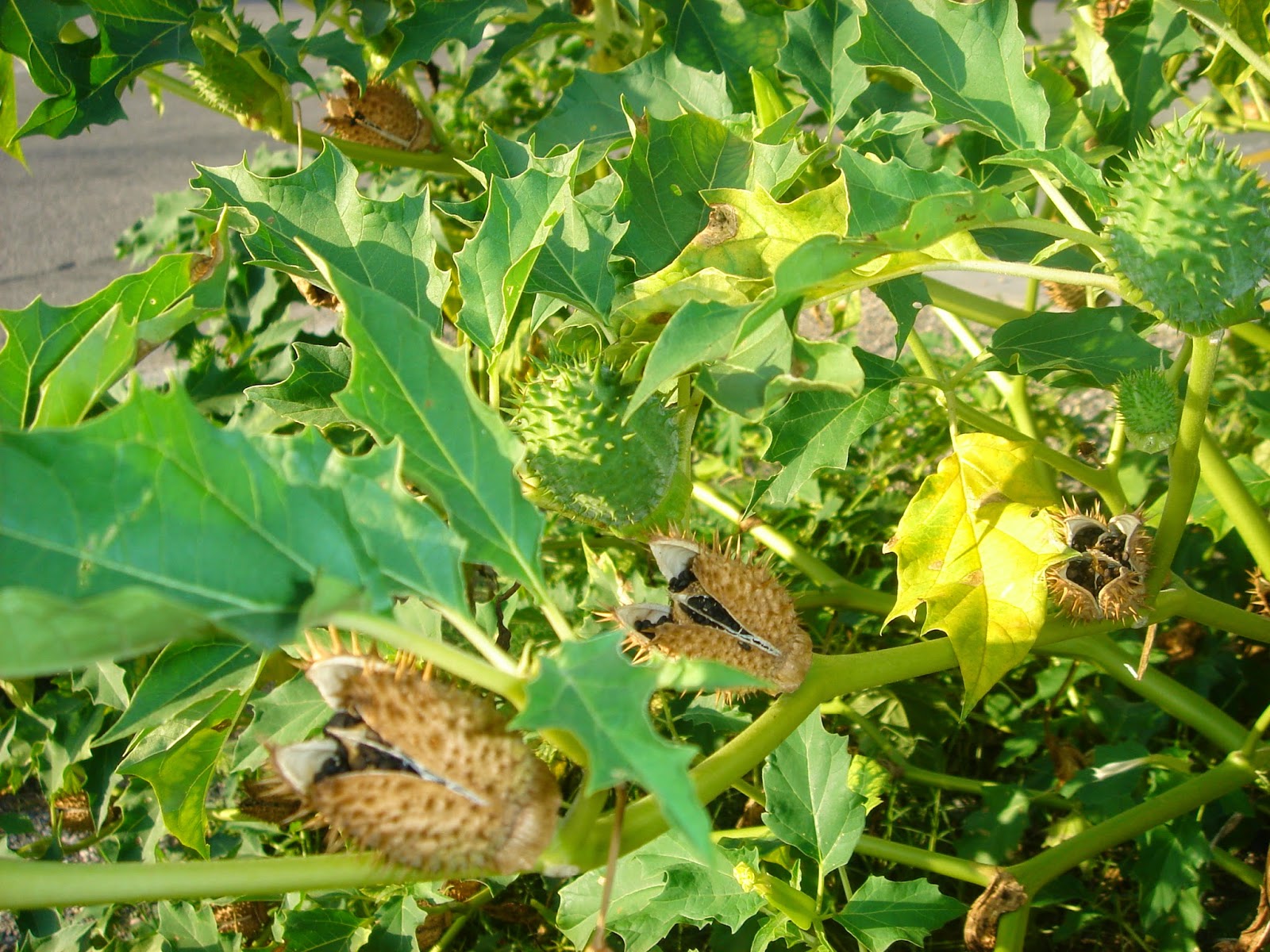 Sintonía: EL ESTRAMONIO