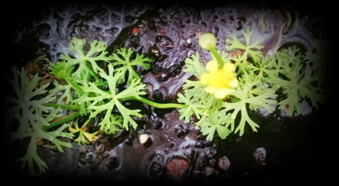 Aquascaping Grifon: Ranunculus Inundatus en Emergido