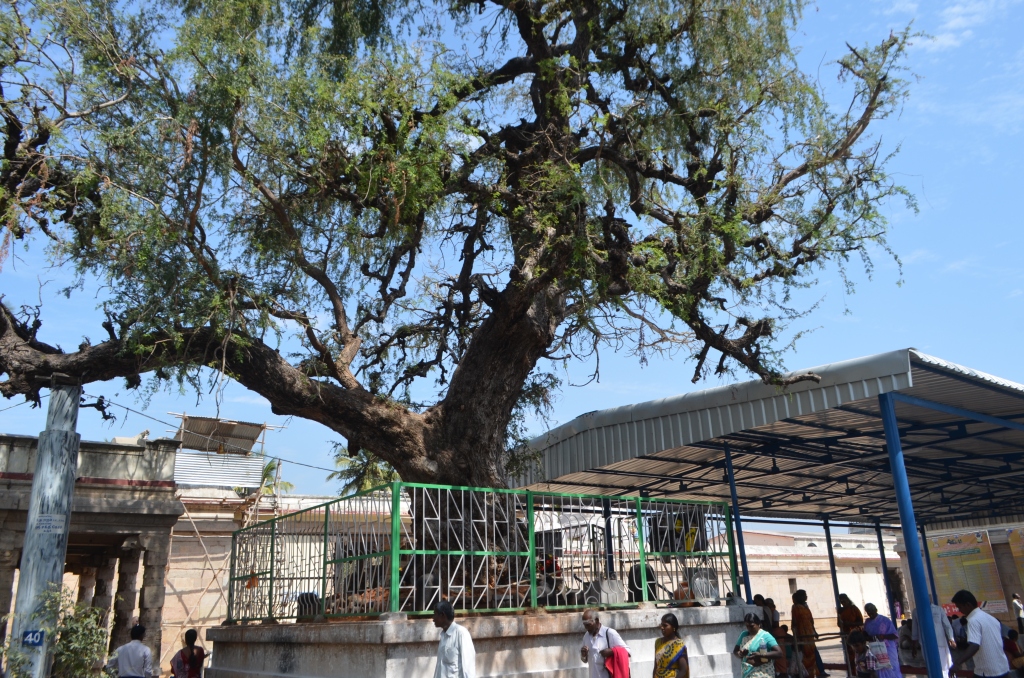 Tamilnadu Tourism: Mahudeshwarar Temple, Kodumudi – The Temple