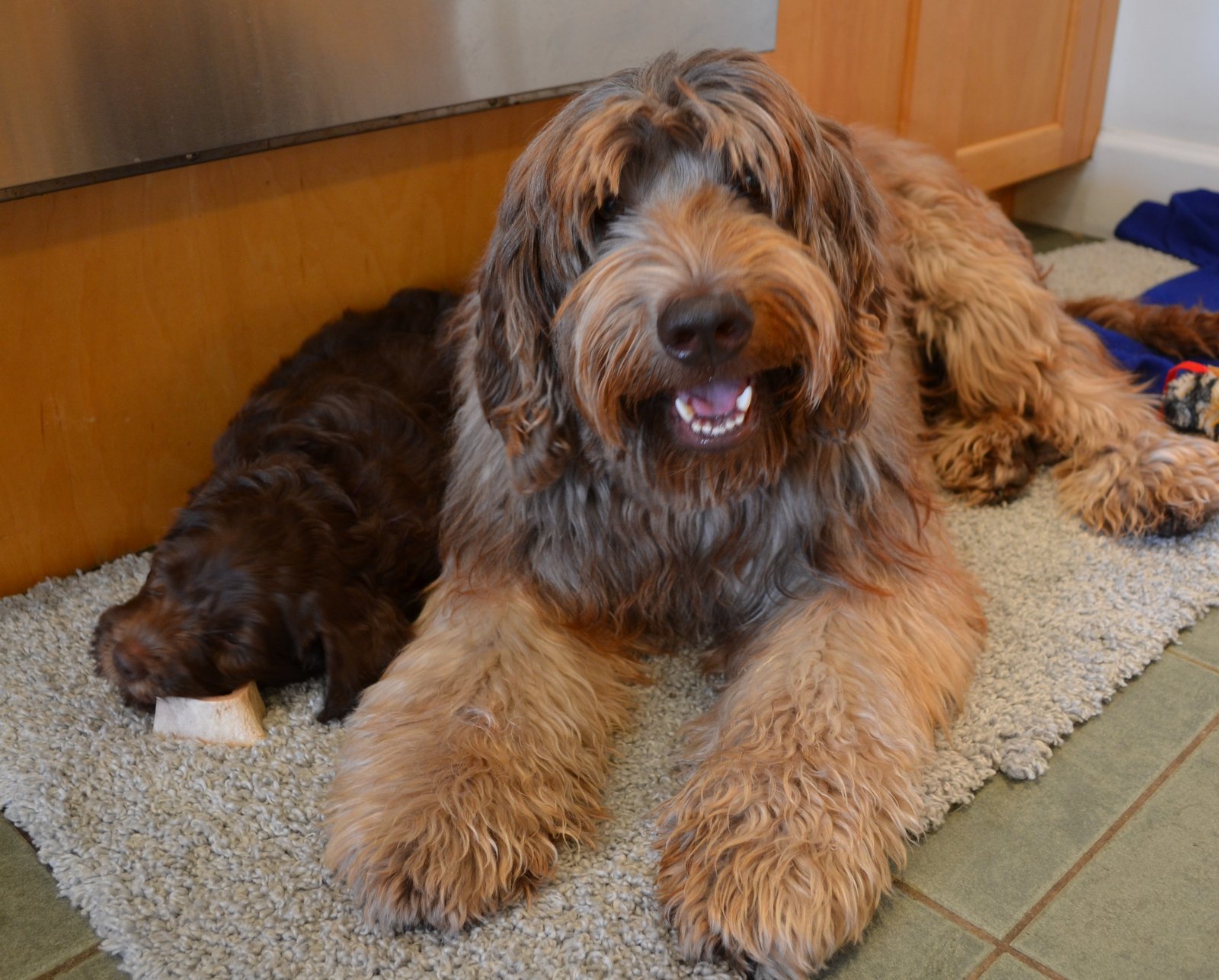 Golden Gate Labradoodles: Authentic Australian Labradoodles: It Takes a ...